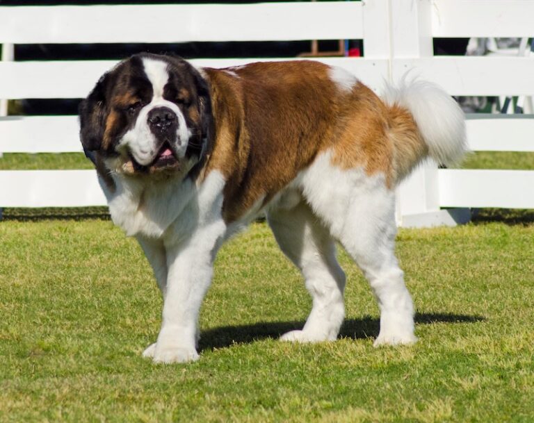 10 of the Stinkiest Dog Breeds