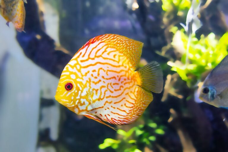 10 Fish Species That Look Like They’re Wearing Makeup