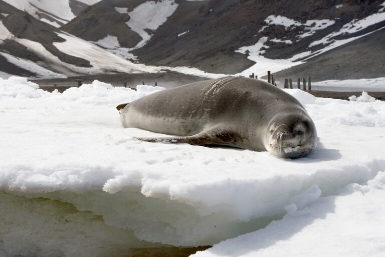 10 Animals That Look Harmless But Are Actually Deadly