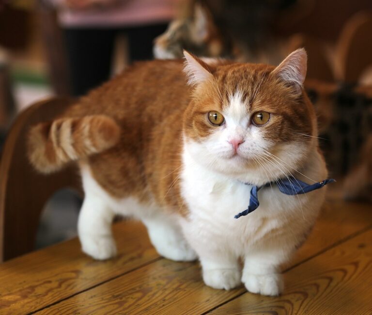 10 Cat Breeds That Have Been Overbred Into Pain