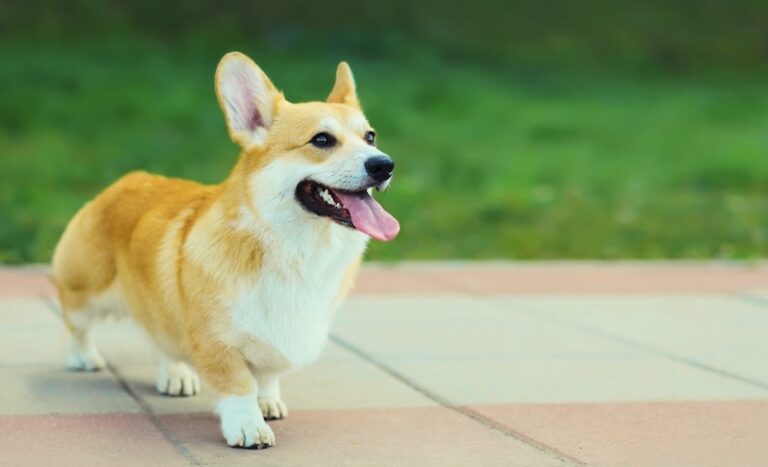 10 Dog Breeds with Short Tails