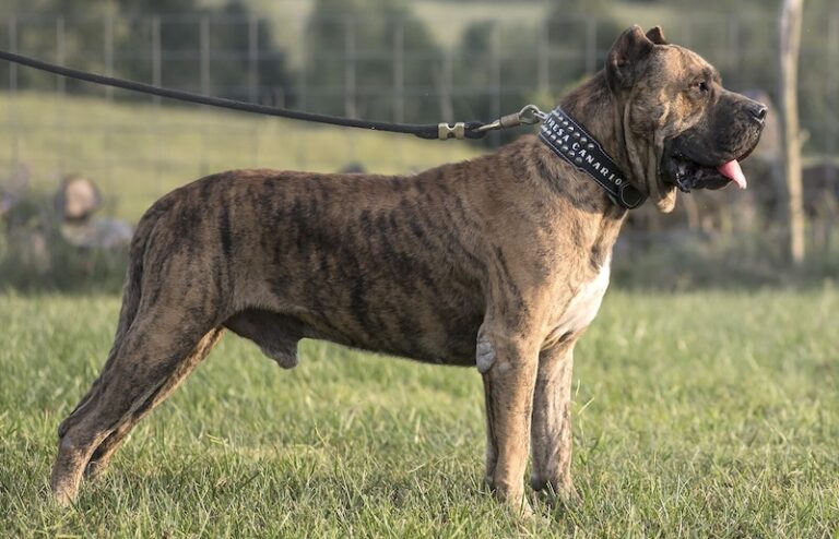 10 Dog Breeds That Were Bred for Fighting