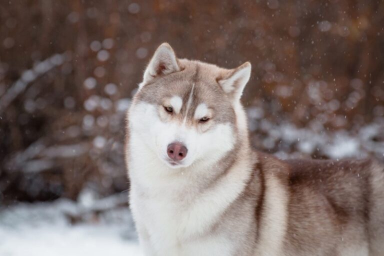 Dog Breeds Most Closely Related to Wolves
