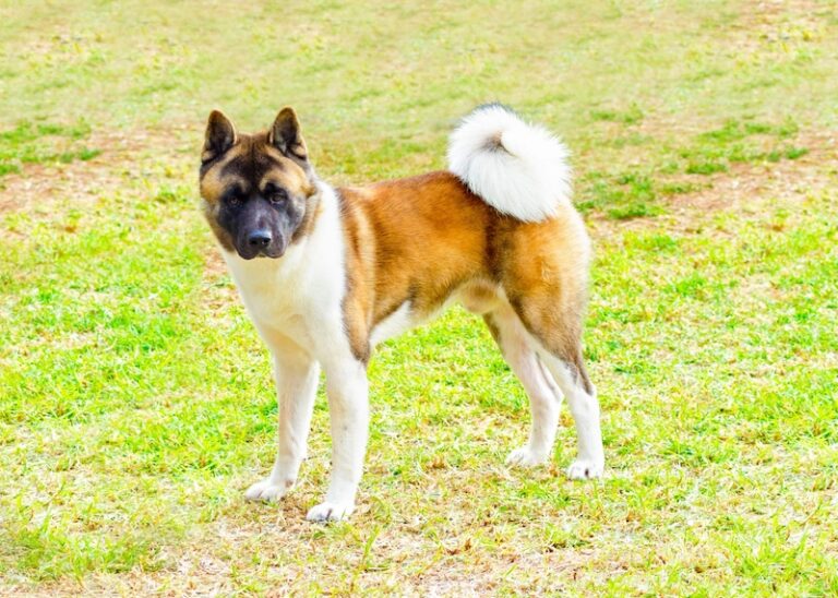 Dog Breeds Most Closely Related to Wolves