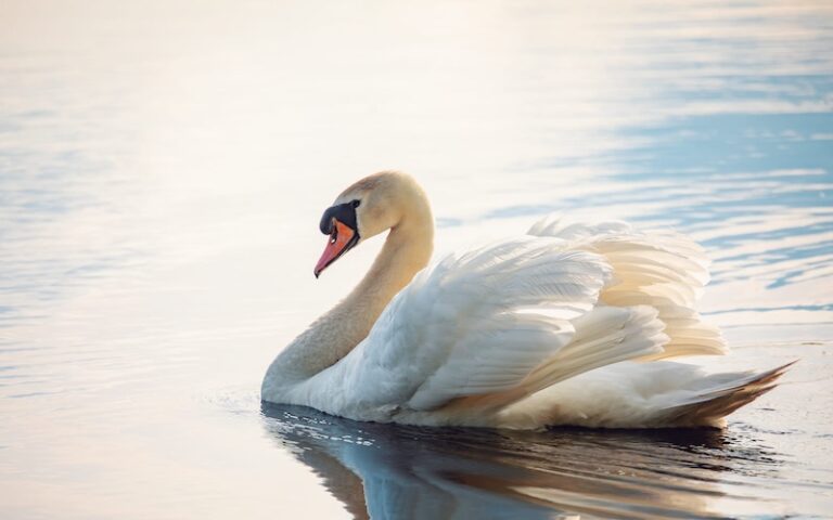 10 Animals That Look Harmless But Are Actually Deadly
