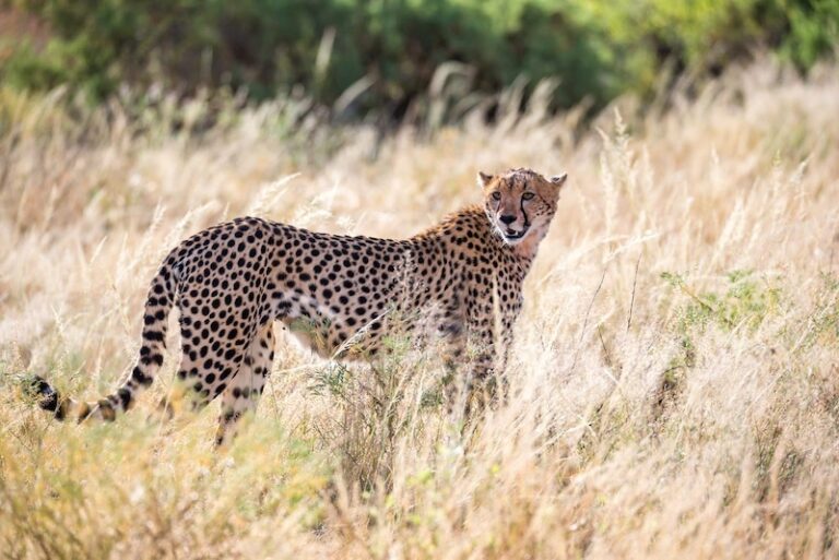 10 Animals That People Tried (and Failed) to Domesticate