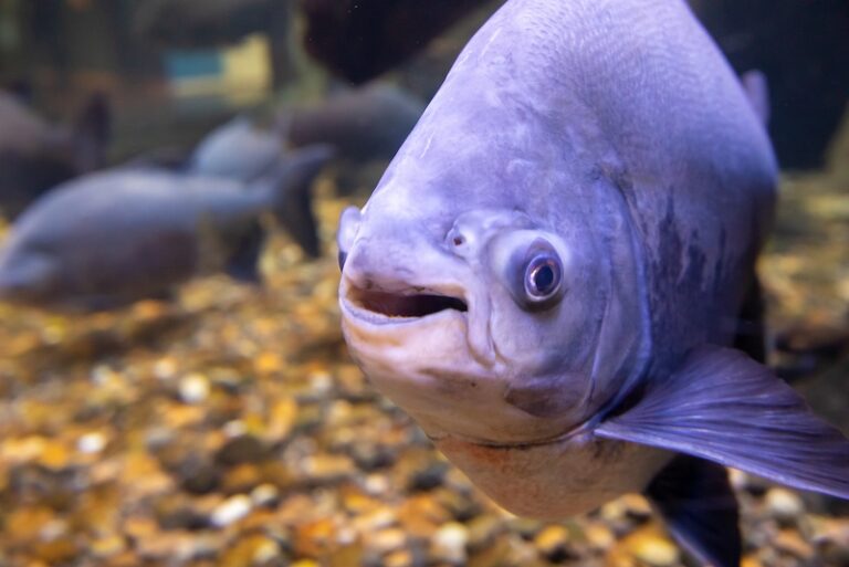 10 Fish That Can Bite Through Bone