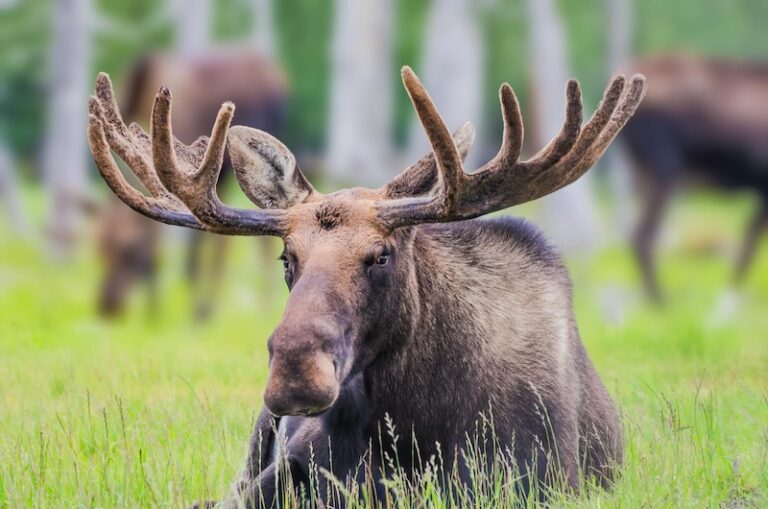 10 Animals That People Tried (and Failed) to Domesticate