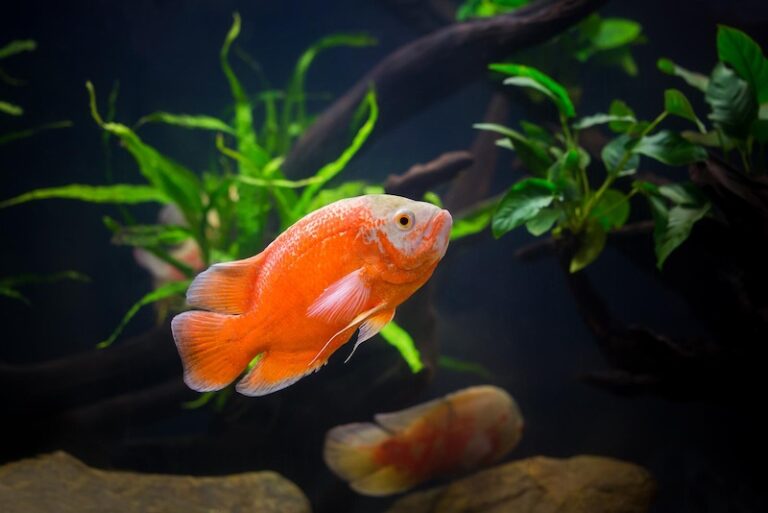 10 Aquarium Fish That Will Kill Their Tankmates