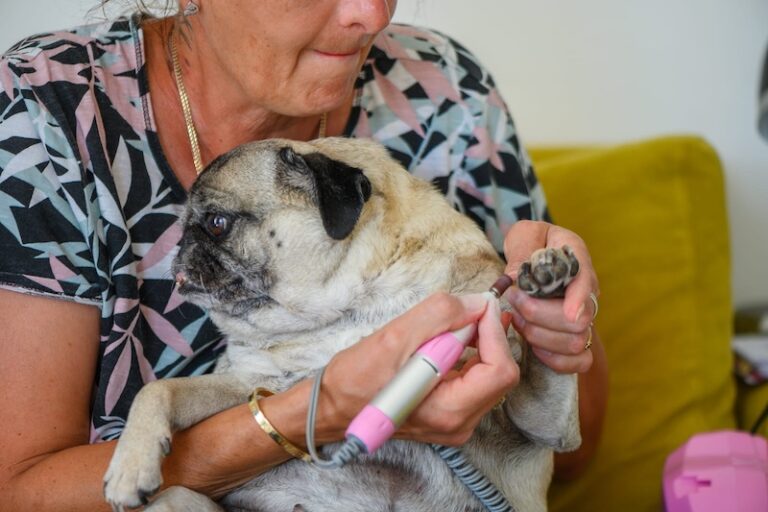 10 Interesting Facts About Pugs