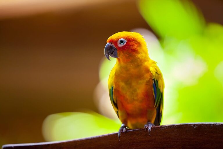 Why Can Parrots Talk?